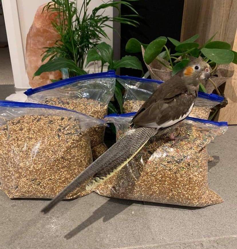 Seed | Pellets | Bird treats | Forage gourmet seed | Breeders Choice ...