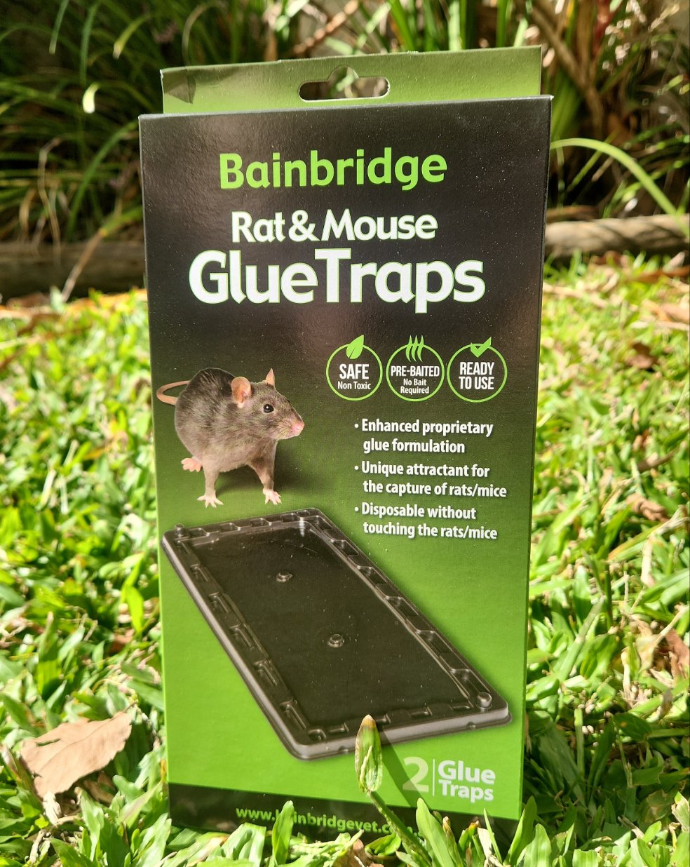 Rodent control – All About Birds