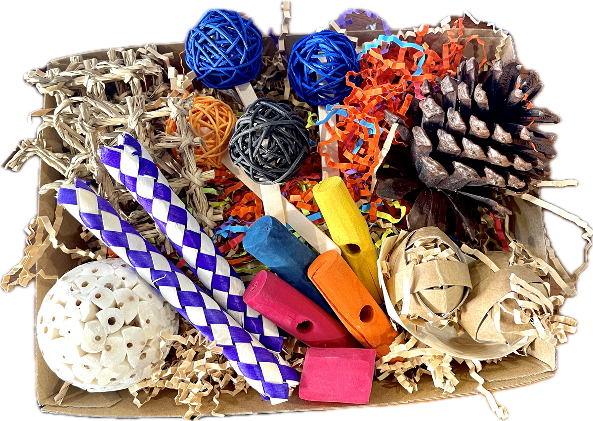 Foraging Box – All About Birds