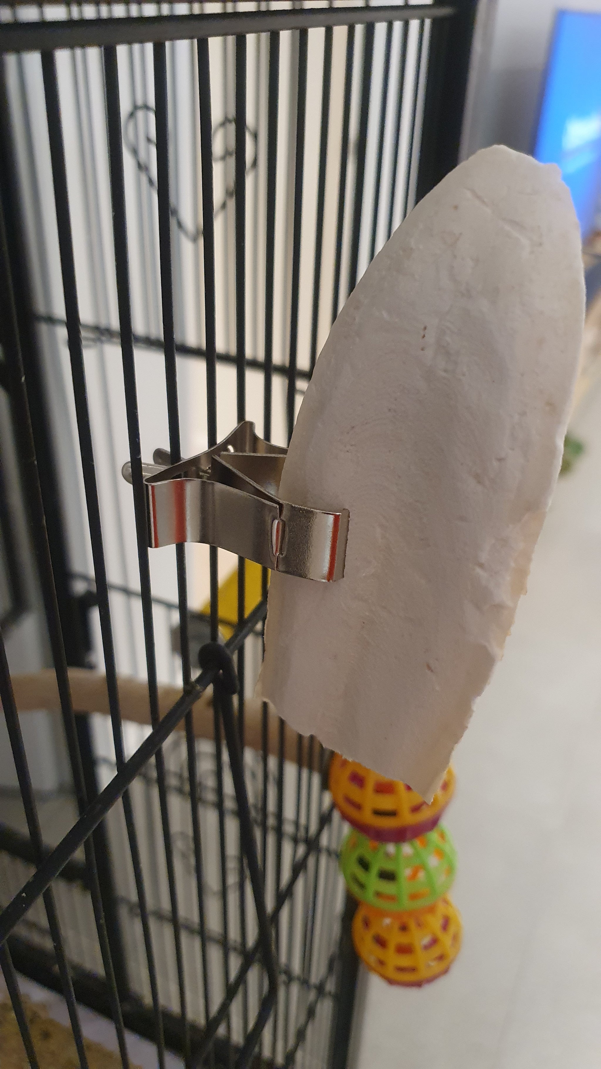 Cuttlebone/millet clip – All About Birds