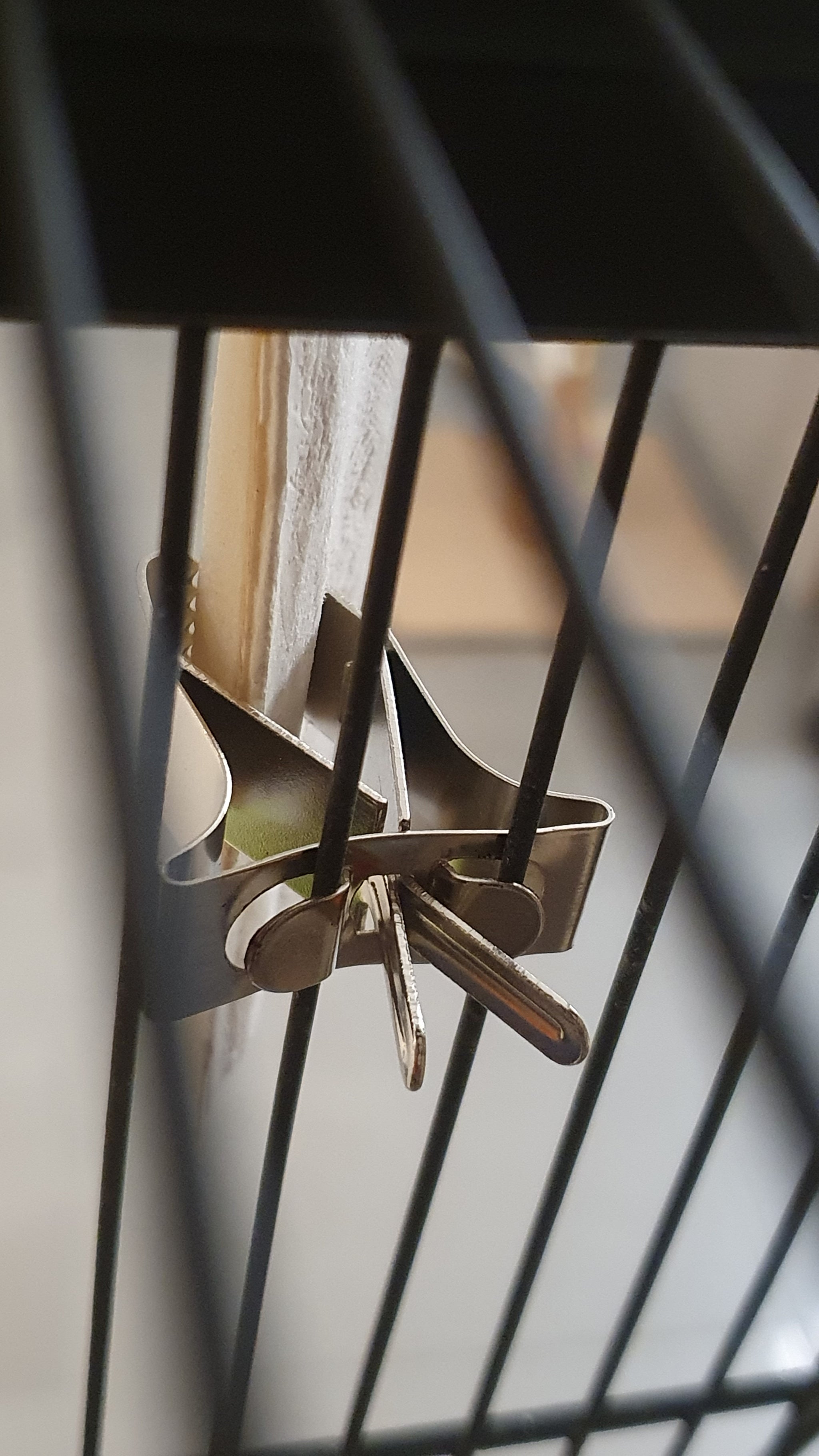 Cuttlebone/millet clip – All About Birds